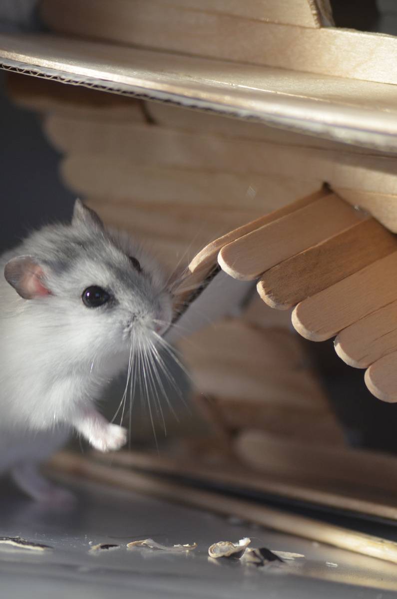 Poza 4 - Donam 5 hamsteri pitici alte animale de companie 651274 | Piata AZ